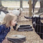 Attractions - CornDodgers Farm