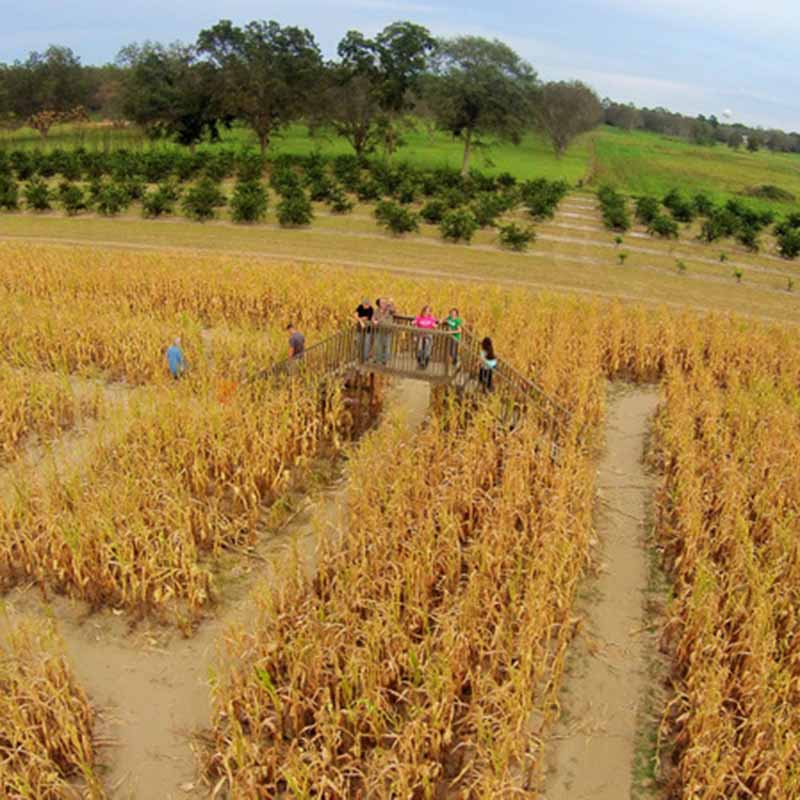 Attractions - CornDodgers Farm